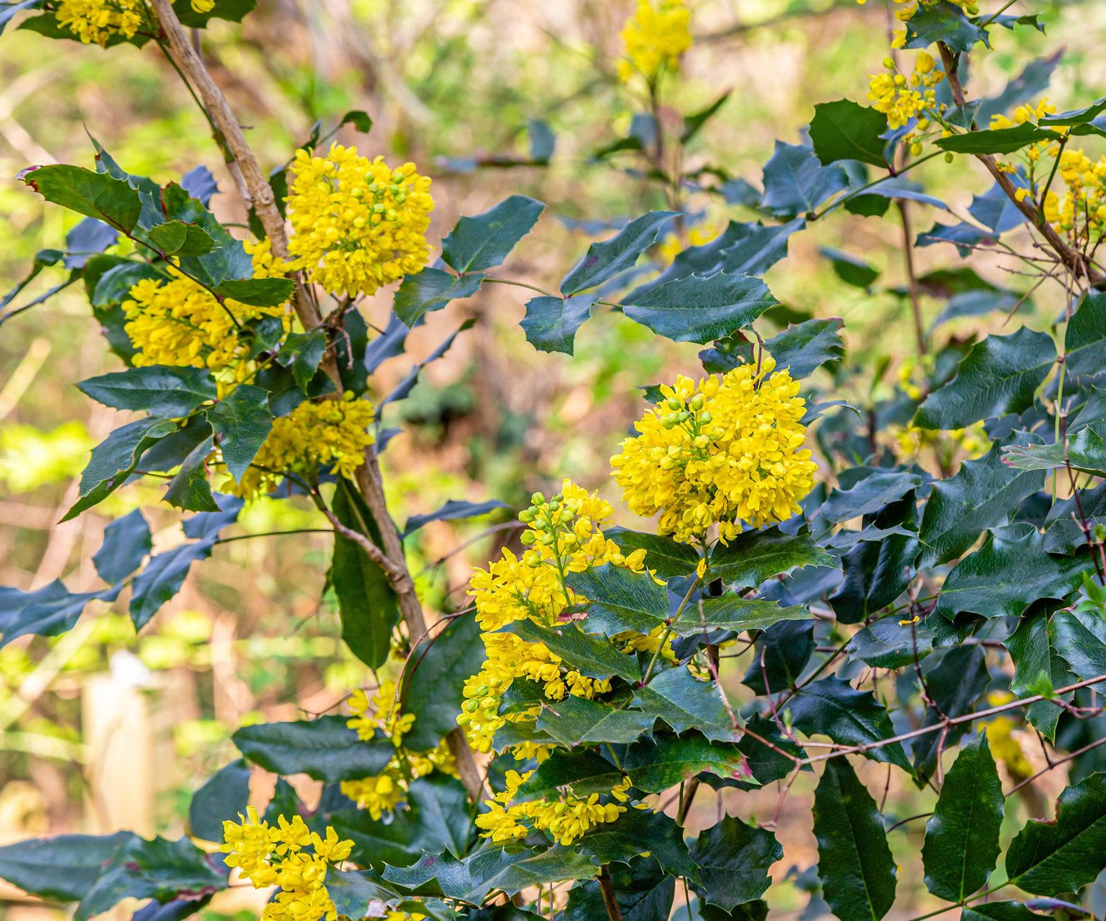 Low-maintenance shrubs: 11 easy-care options for every yard | Homes and ...