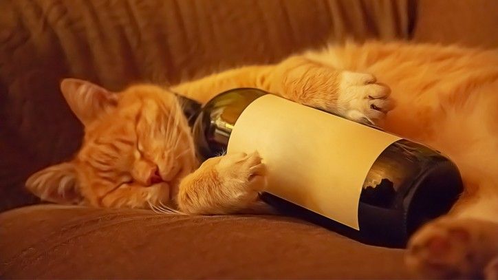 Eight human foods that are poisonous to cats | PetsRadar