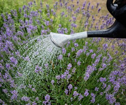 Lavender growing mistakes: the 6 top errors to avoid | Homes and Gardens