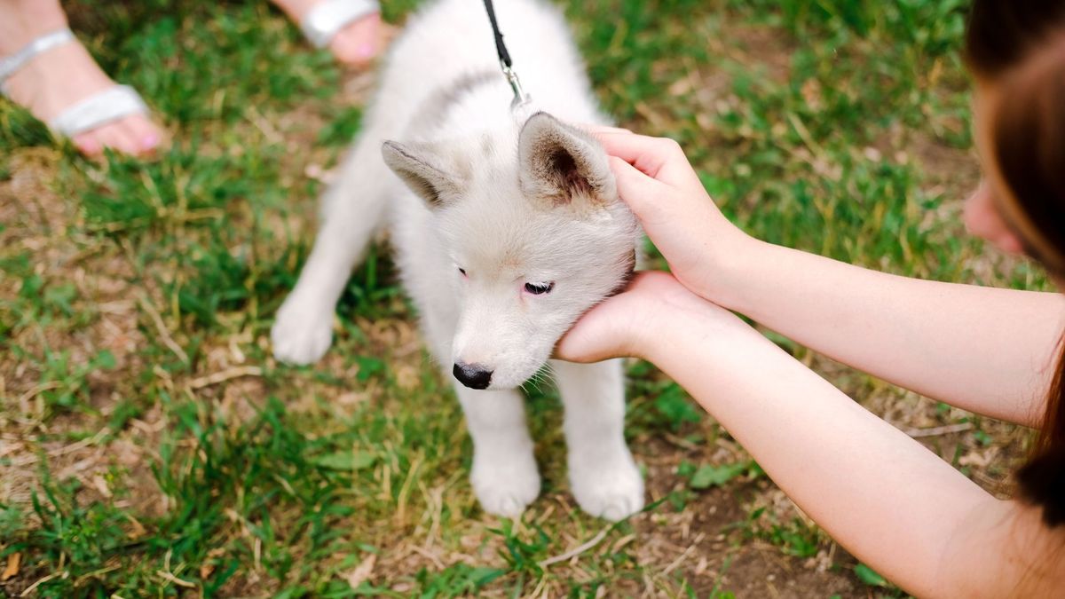 32 everyday fears and phobias in dogs | PetsRadar