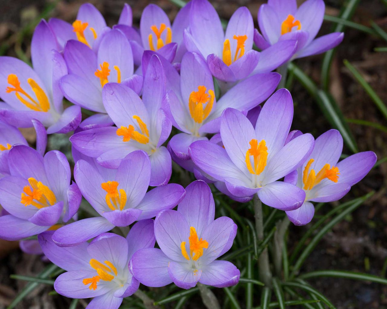 Types of crocus: 12 spring-flowering bulbs | Gardeningetc