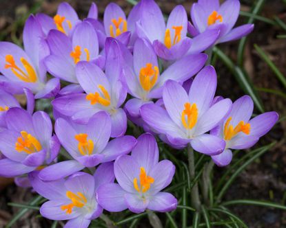 Types of crocus: 12 spring-flowering bulbs | Gardeningetc