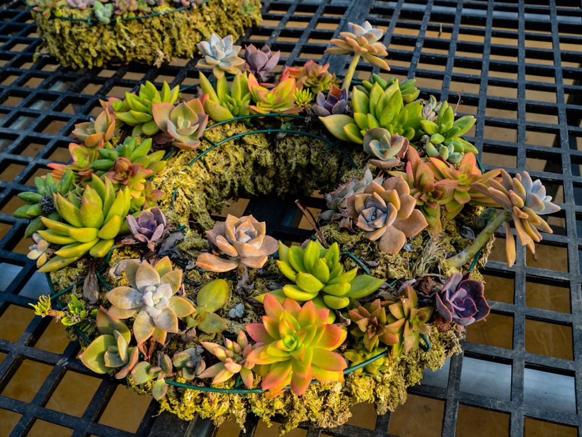 Fall Succulent Wreath: Creating A Succulent Wreath With Autumn Colors ...