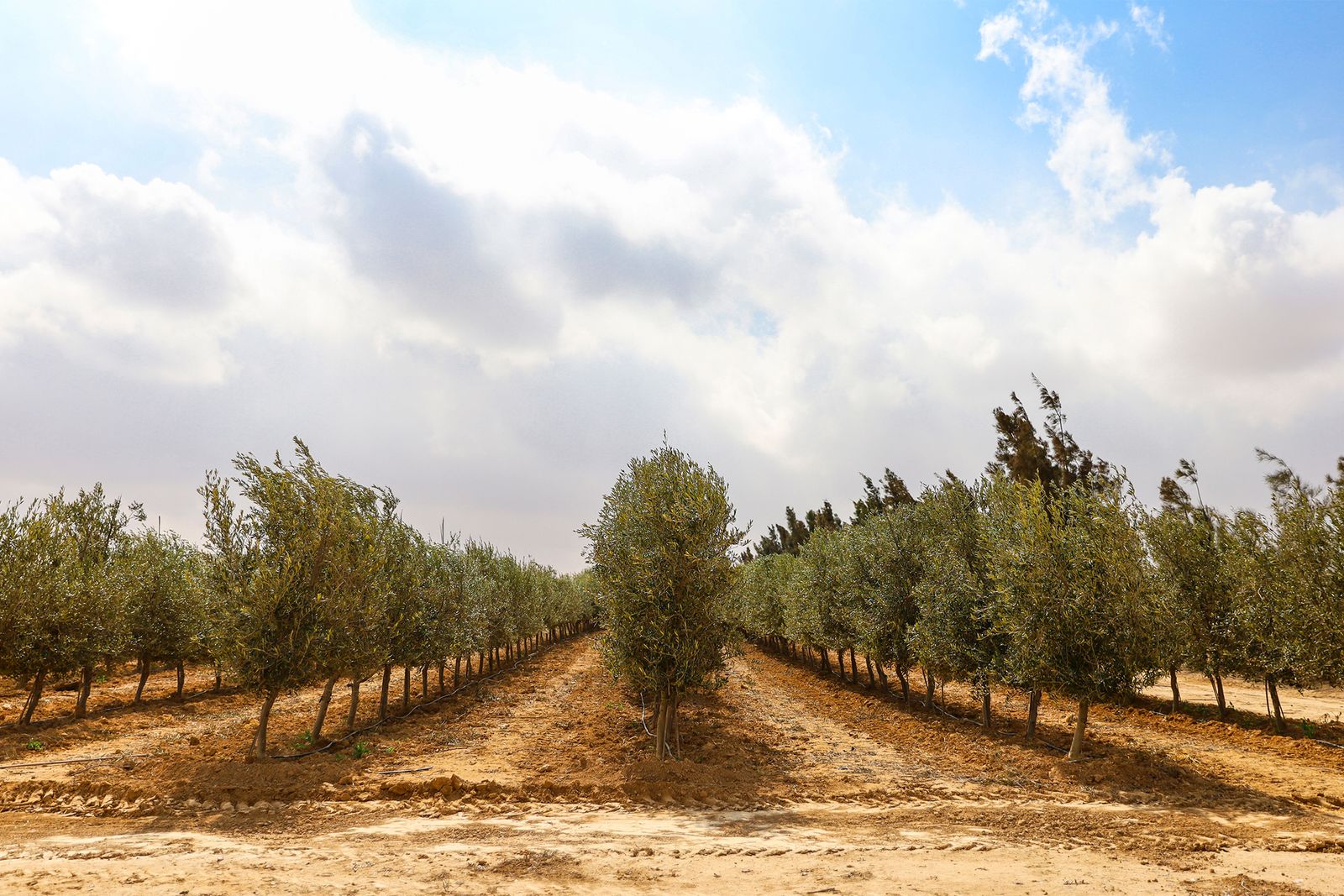 Rethinking olive oil, the original superfood | Wallpaper*