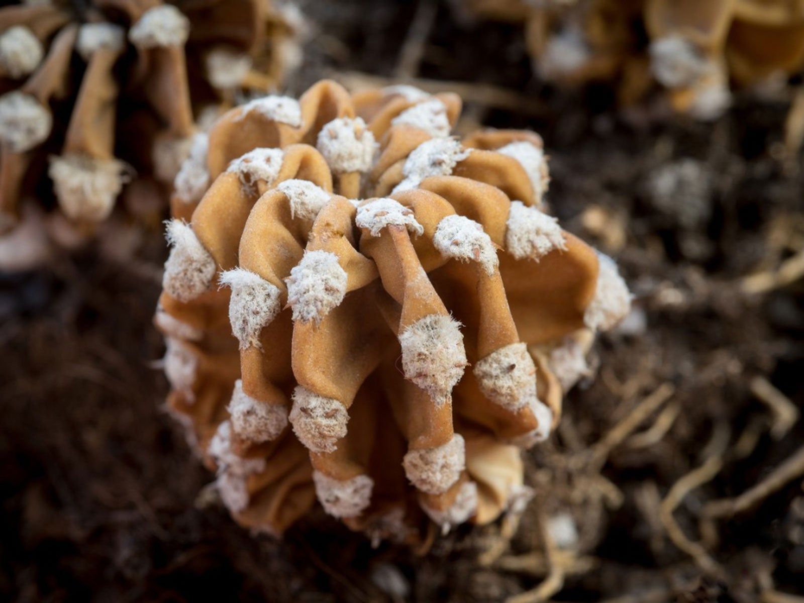 Cactus Rot: Why Cacti Turn Soft & How To Fix Them | Gardening Know How