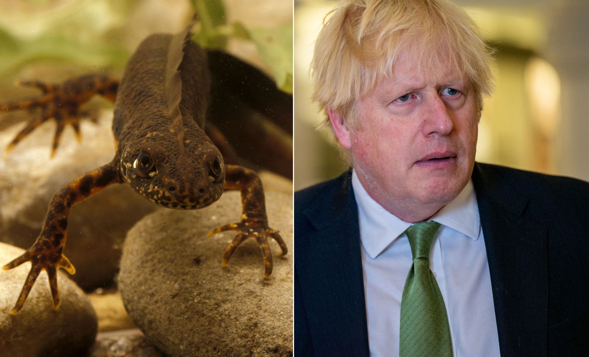 'I'll cohabit with newts!' says Boris Johnson as swimming pool plans ...