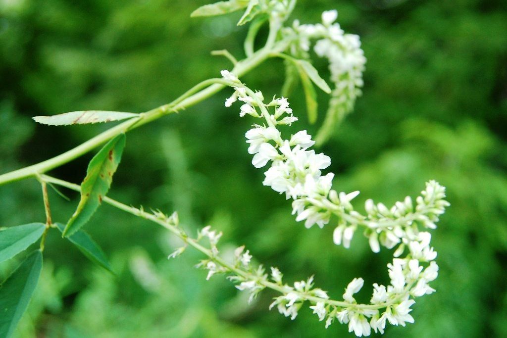 What Is White Sweetclover: Learn About White Sweetclover Benefits And ...