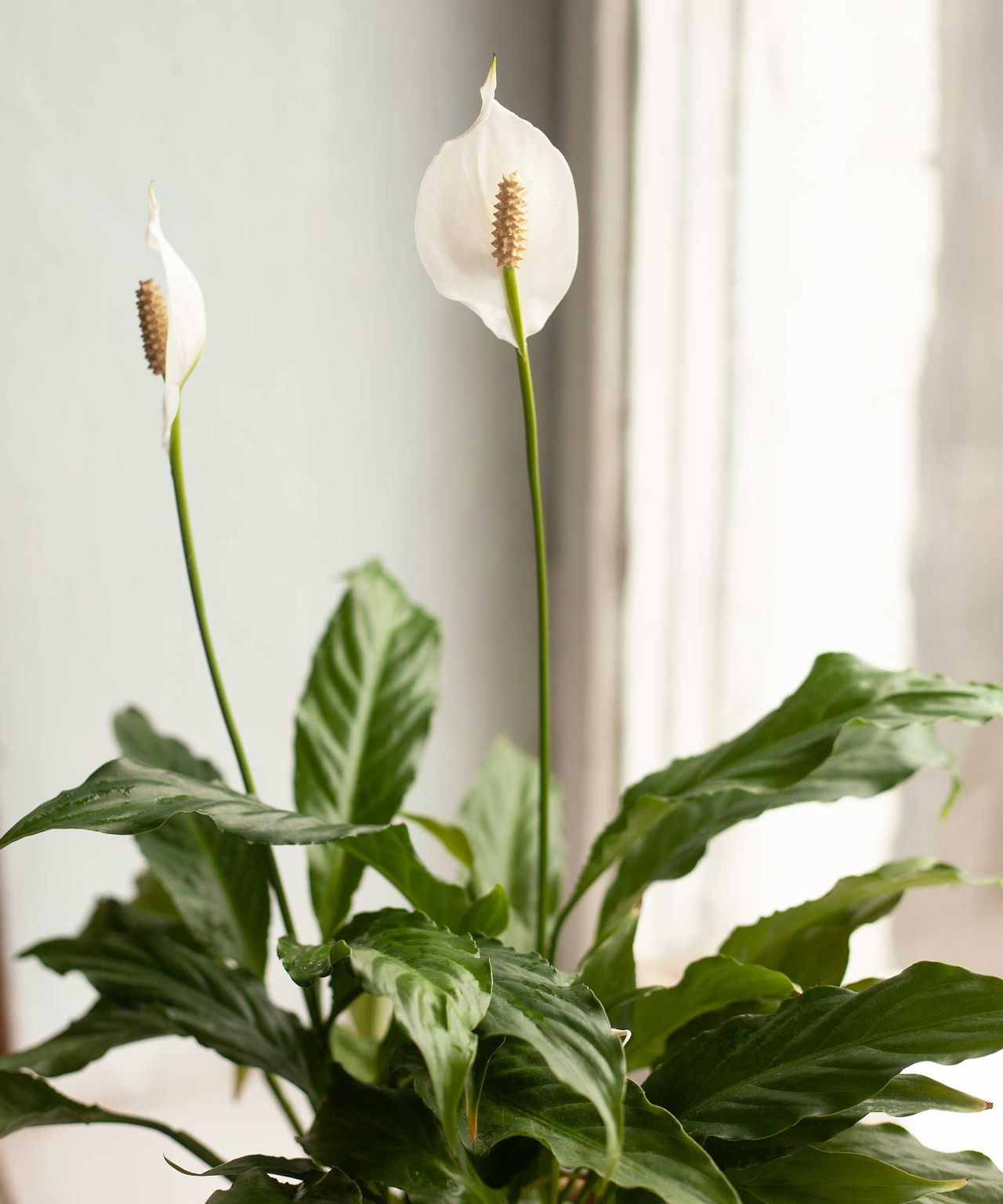 How Do Peace Lilies Purify the Air? Discover the Science | Homes and ...