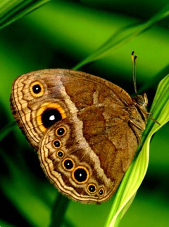 Butterfly Gallery: Beautiful Wings Take Flight | Live Science