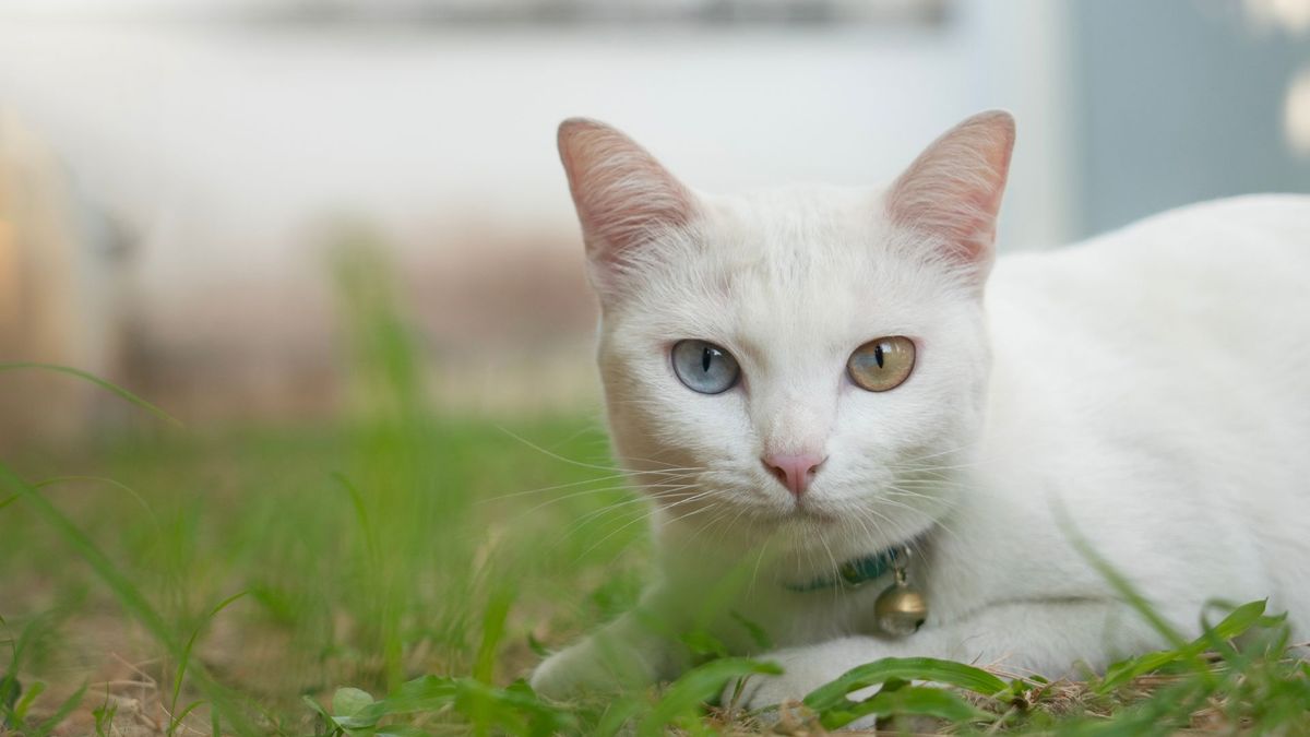 32 of the most expensive cat breeds | PetsRadar