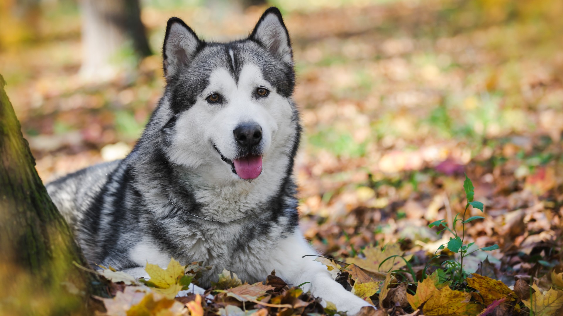 10 popular spitz dog breeds | PetsRadar