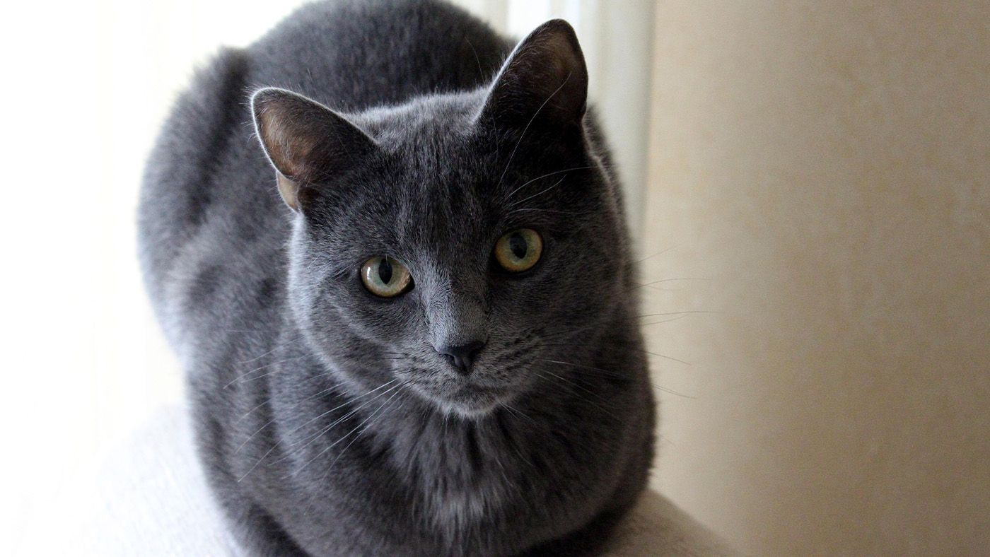 Senior cat finds forever home after going viral | PetsRadar