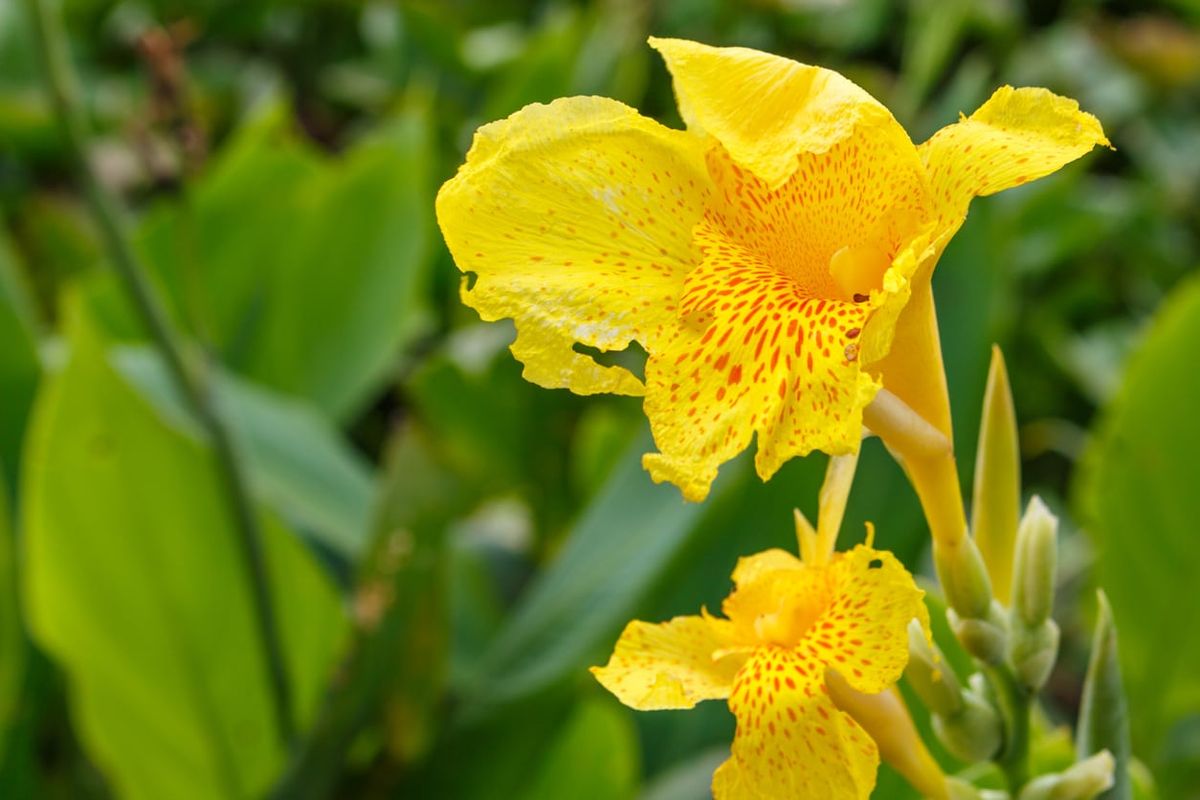 How Much To Feed Canna Lily Plants: A Guide To Fertilizing Canna Lilies ...