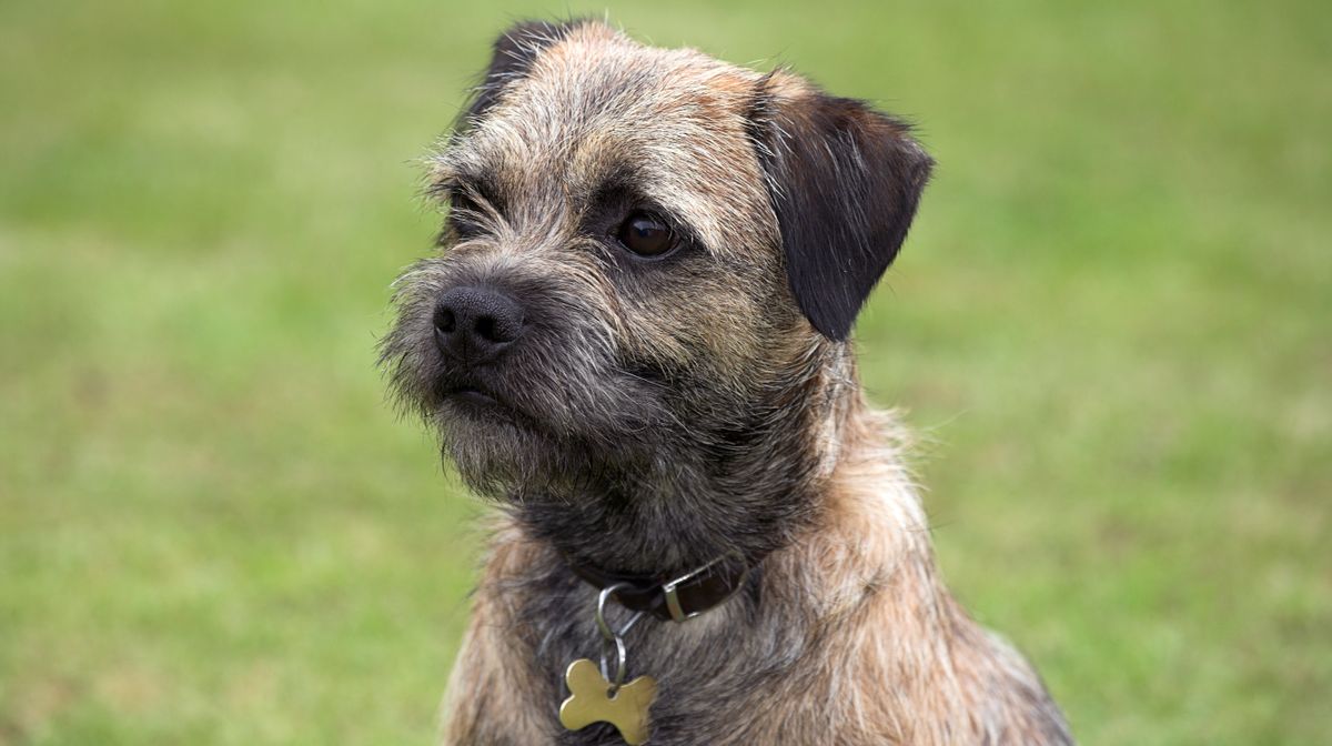 Seven small Scottish dog breeds | PetsRadar