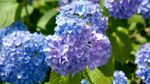 Are hydrangeas deer-resistant? 5 methods to protect them | Homes and ...