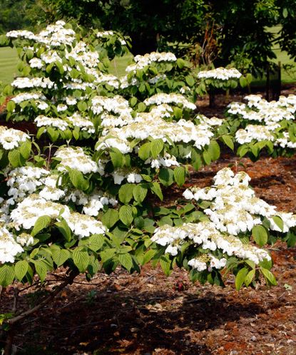 Types of viburnum: 16 evergreen and deciduous varieties for your plot ...