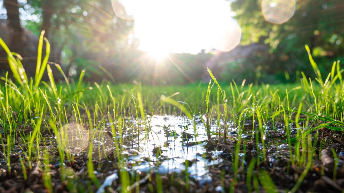 Is it bad to water your lawn at night? Here’s what the experts say ...