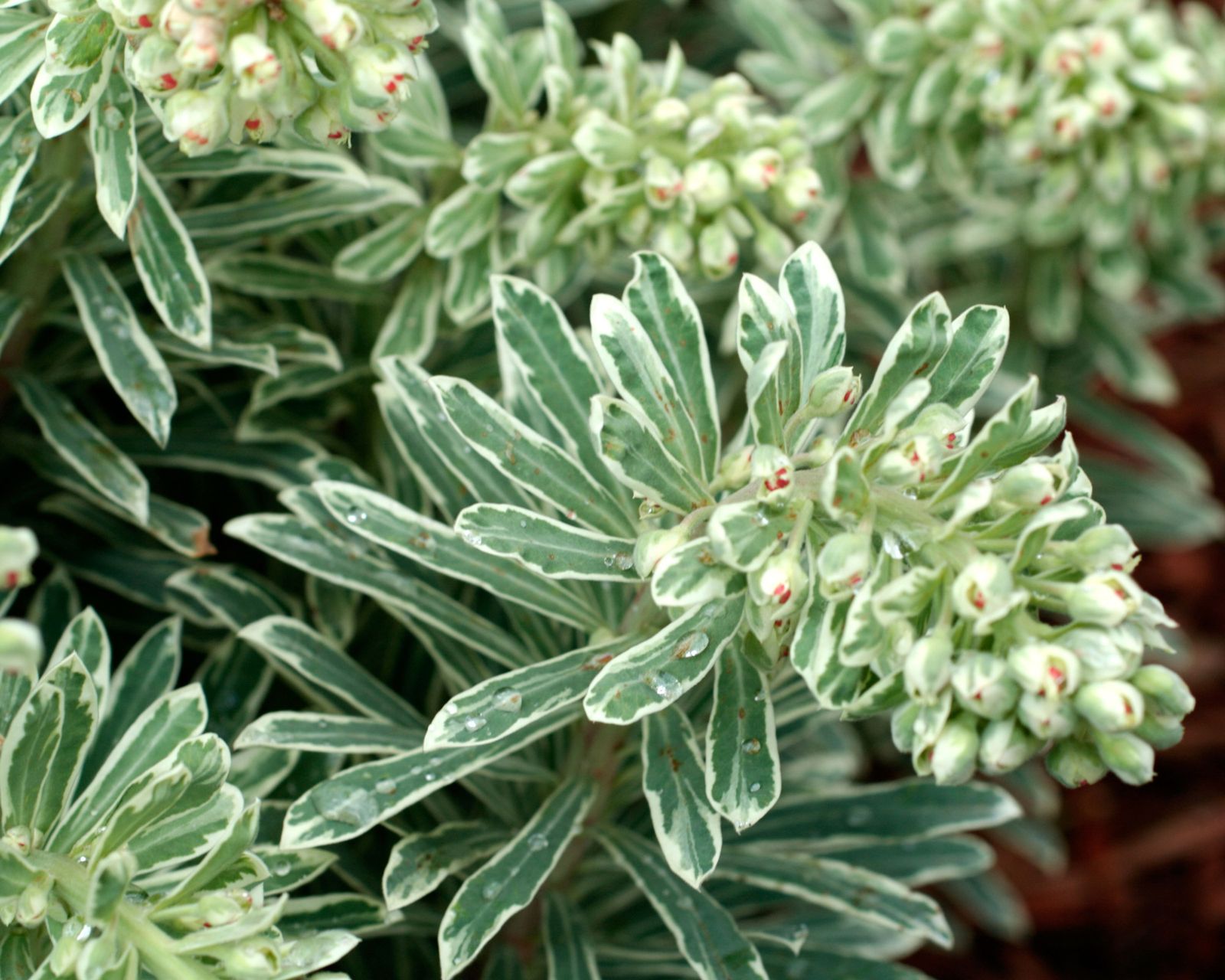 Types of euphorbia: 16 varieties for beds, borders and pots | Gardeningetc