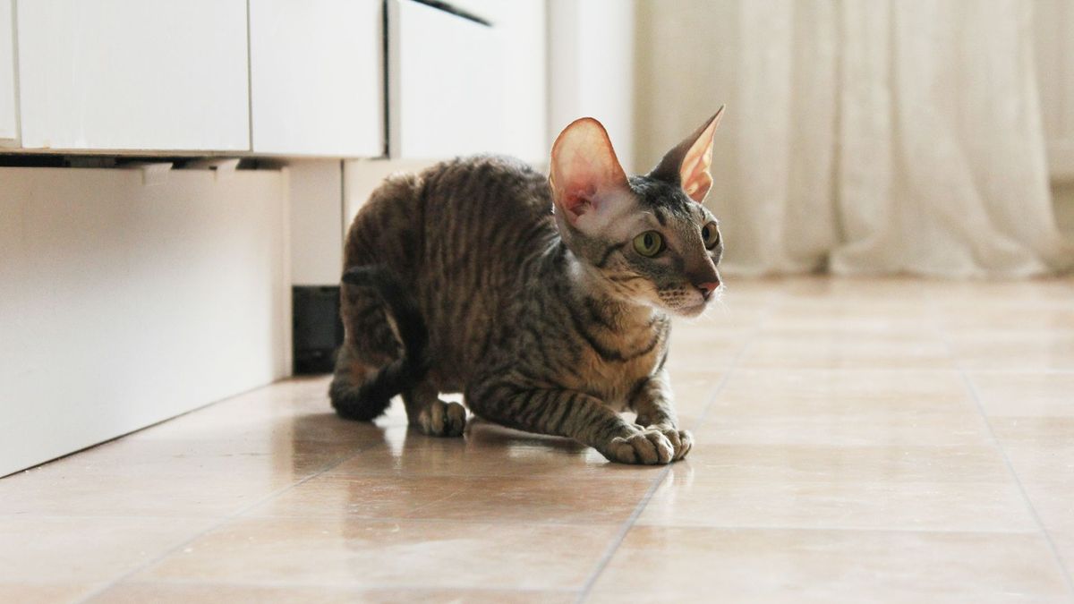 32 interesting facts about Cornish Rex cats | PetsRadar