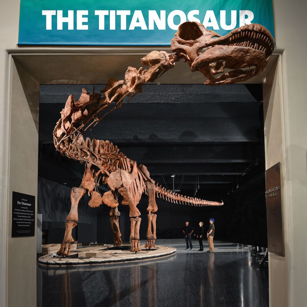 Ginormous, 70-Ton Titanosaur Is the Largest Dinosaur on Record | Live ...