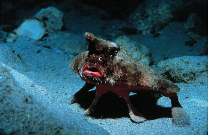 Photos: The freakiest-looking fish | Live Science