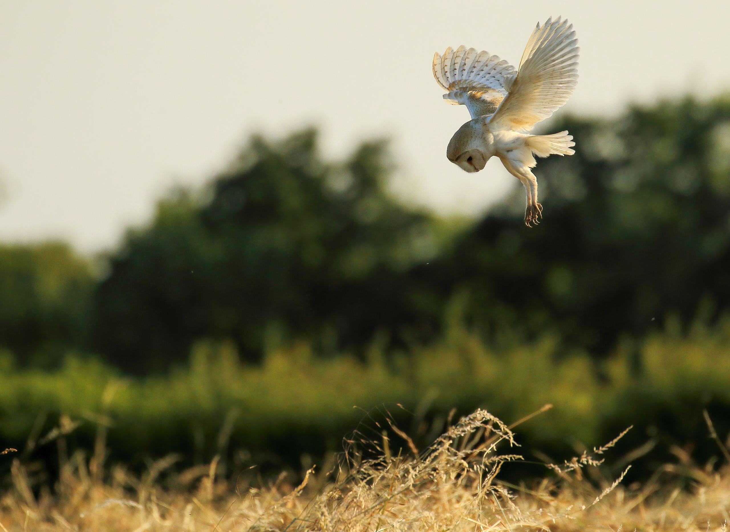 Beautiful portrait of barn owl wins trophy in wildlife photography ...