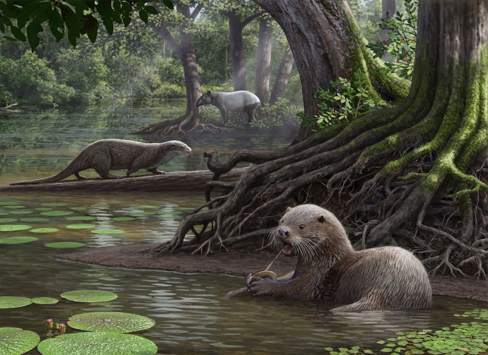 Photos: Fearsome Ancient Otter Was As Large As a Wolf | Live Science