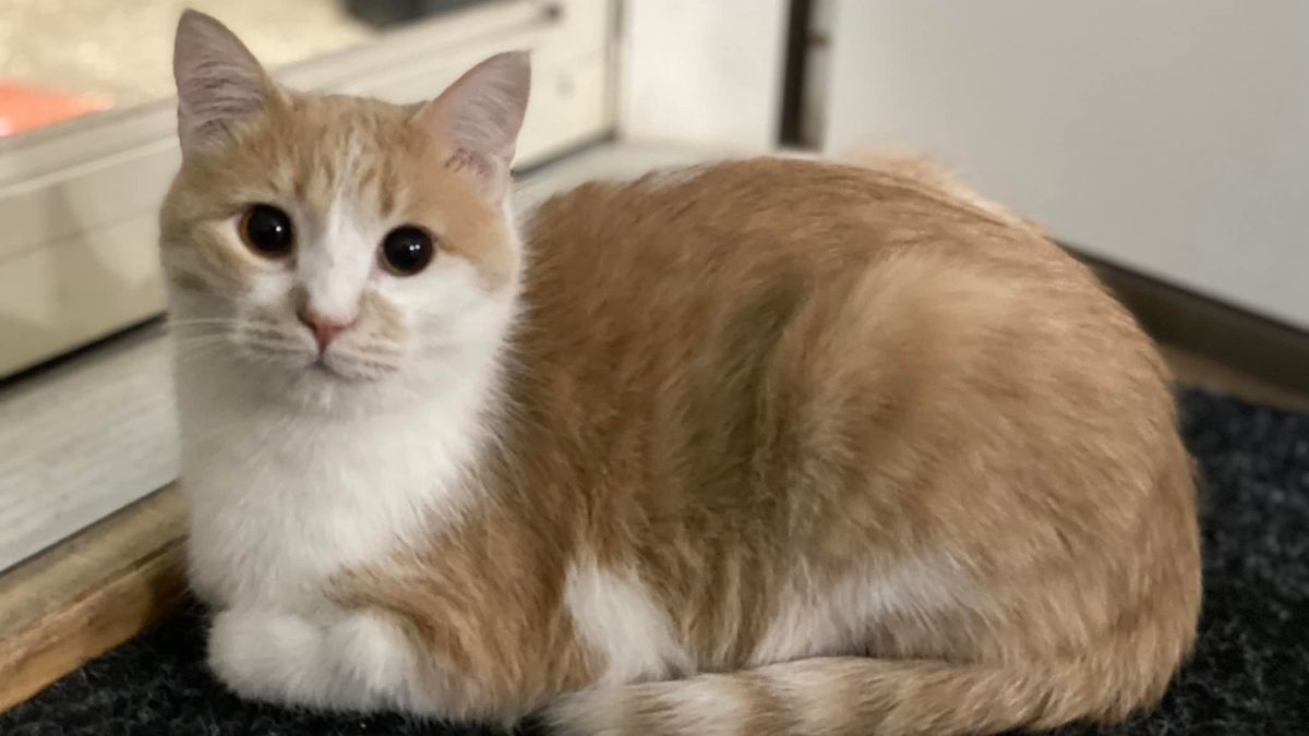 Stray kitten inspires company to redesign its packaging for the better ...