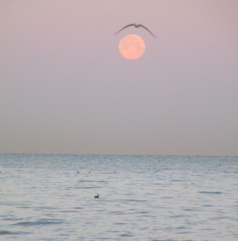 In photos: Skywatchers capture the dazzling 'Super Flower Moon' of May ...