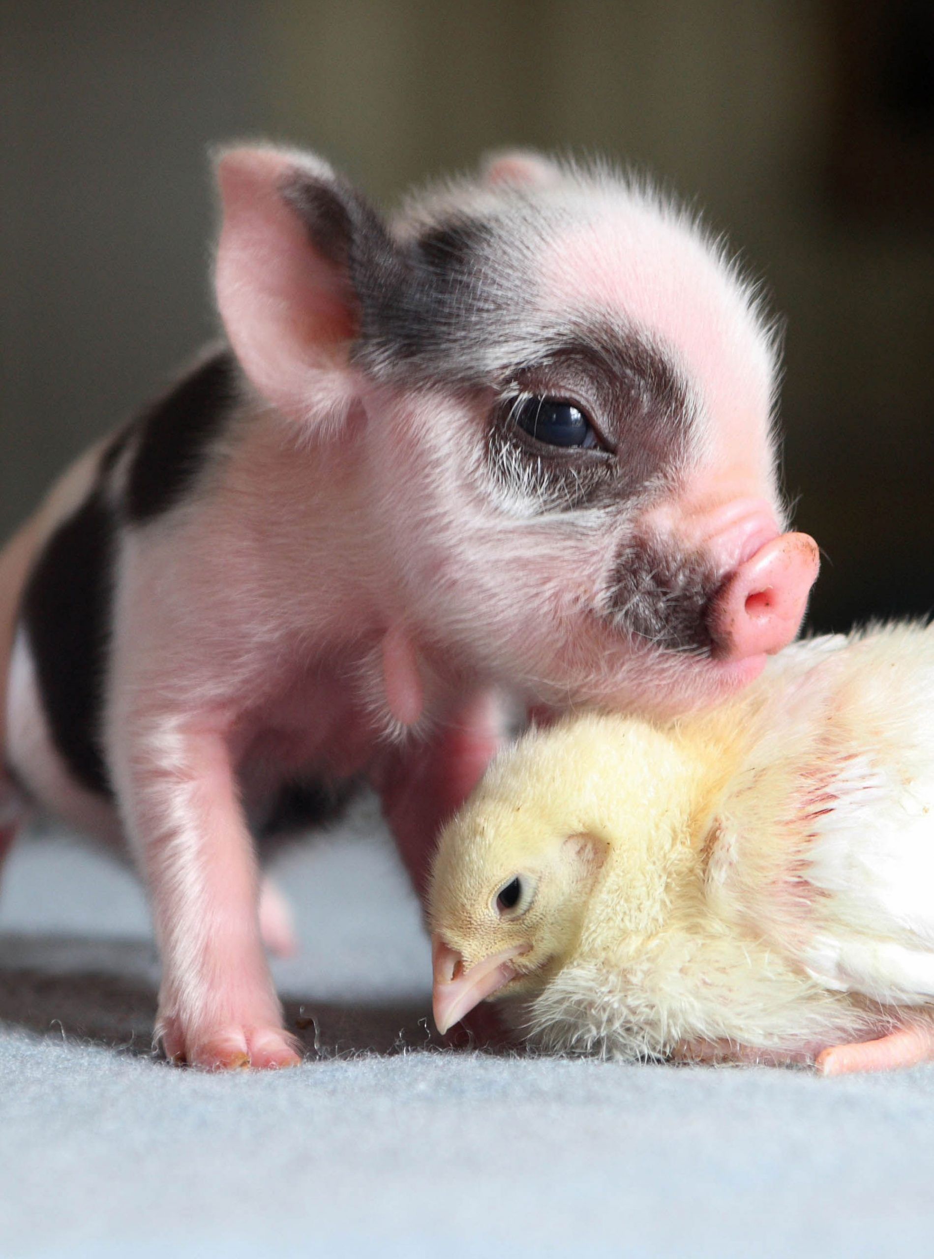 Spring Baby Animals | Woman & Home