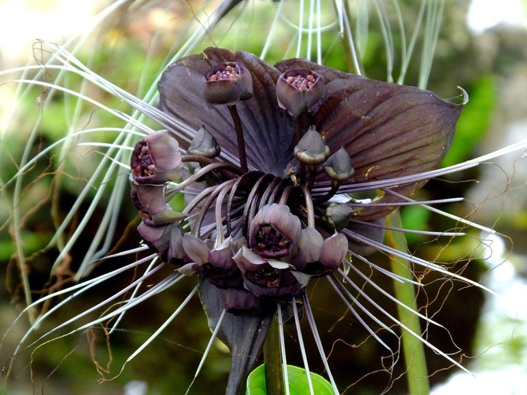 Bat Flower Info: How To Grow Bat Flower Plants | Gardening Know How