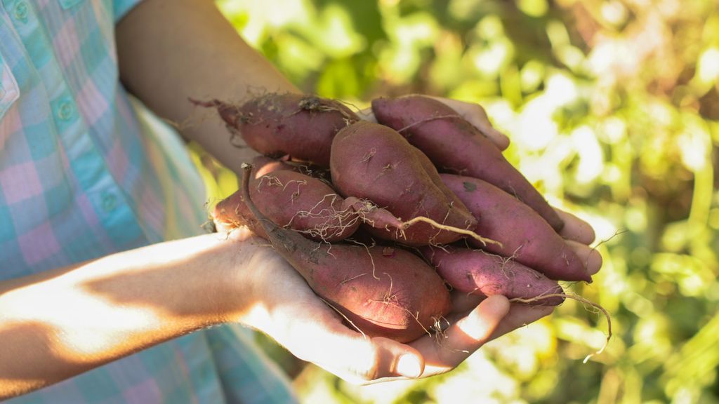 How to grow a potato from a potato: tips on this method | Homes and Gardens