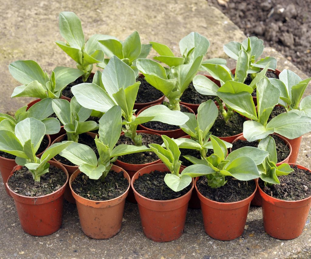 How to grow fava beans in containers: tips for a good crop | Homes and ...