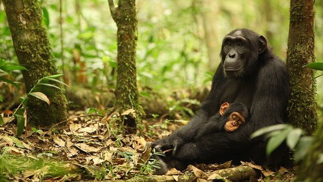 A decade-long chimp war ended in a baby boom for the victors ...