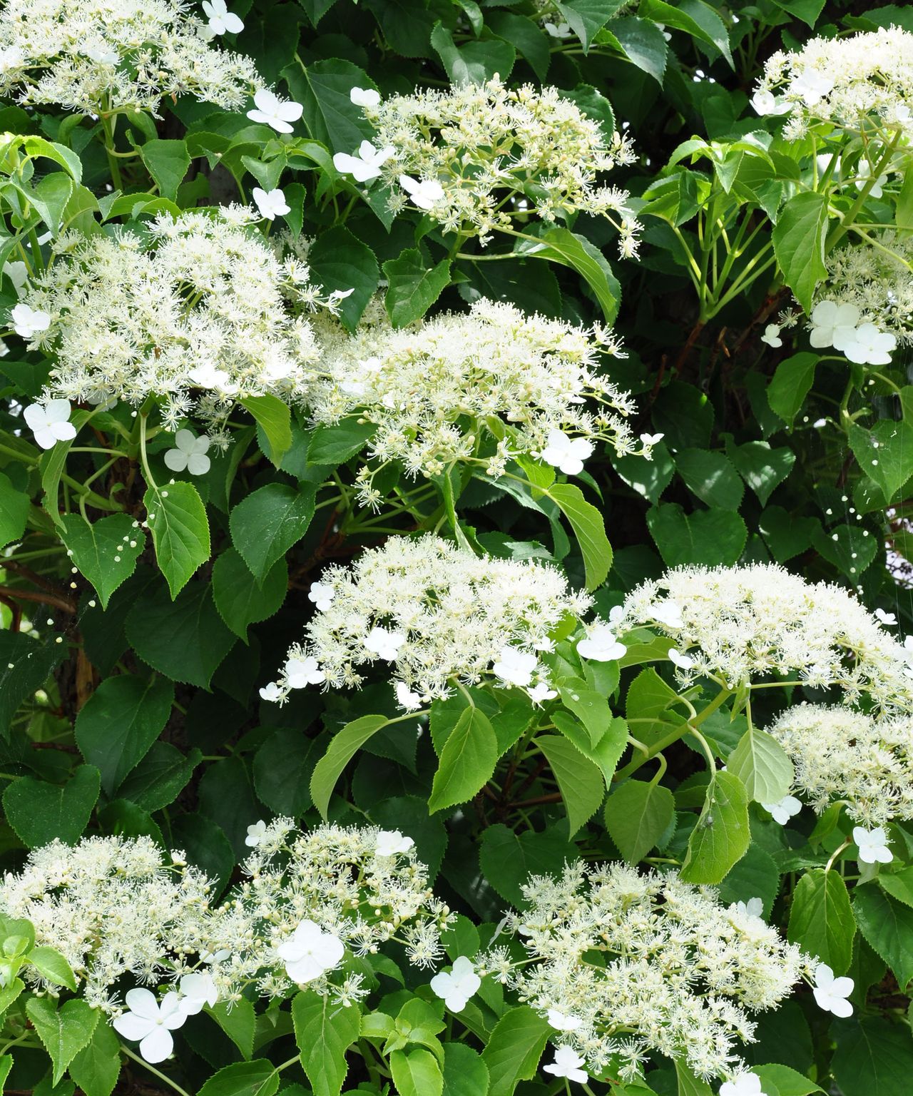 How to grow climbing hydrangeas: for shade-tolerant flowers | Homes and ...