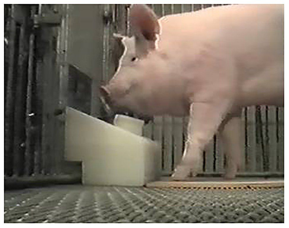 These gamers are pigs. Literally, someone taught pigs to game ...