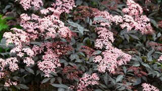 How to use plants to reduce noise pollution | Homes and Gardens