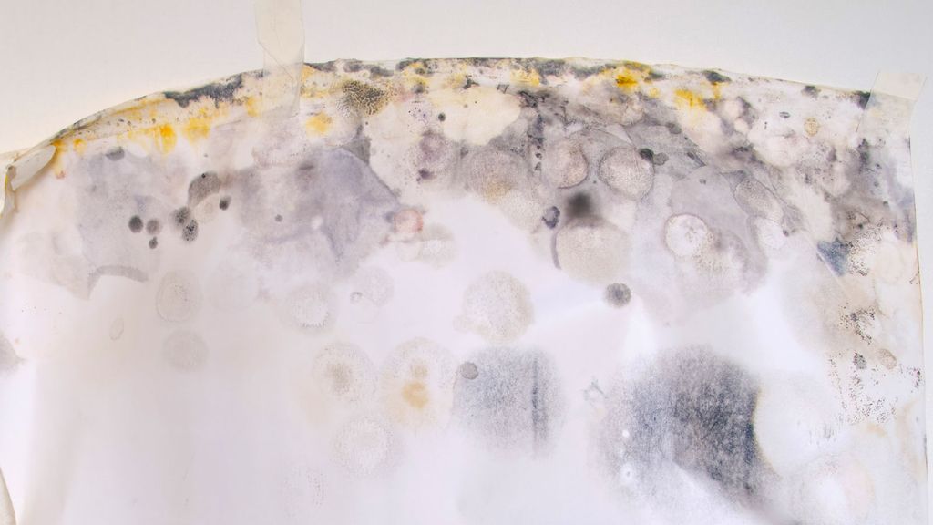 What is yellow mould on walls and how do I get rid of it? | Homebuilding