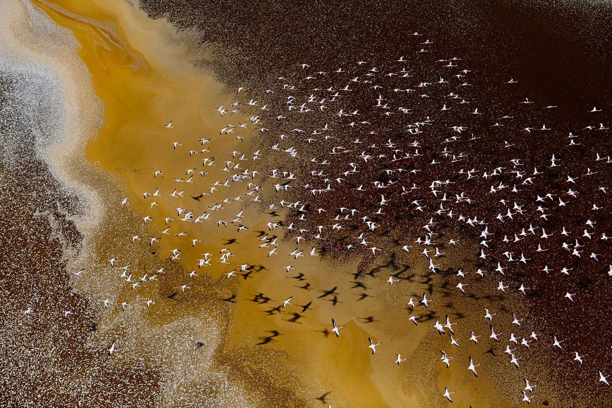 Haunting photos of dead flamingos win Environmental Photographer of the ...