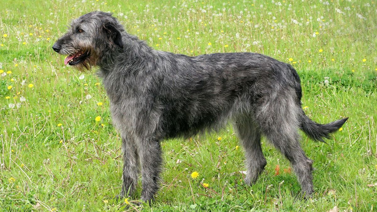 11 wire-haired dog breeds and how to care for their coats | PetsRadar