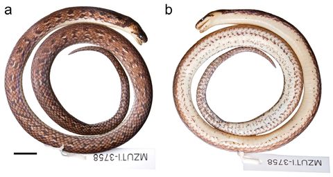 Shhh: A Gallery of Secretive Ground Snakes | Live Science