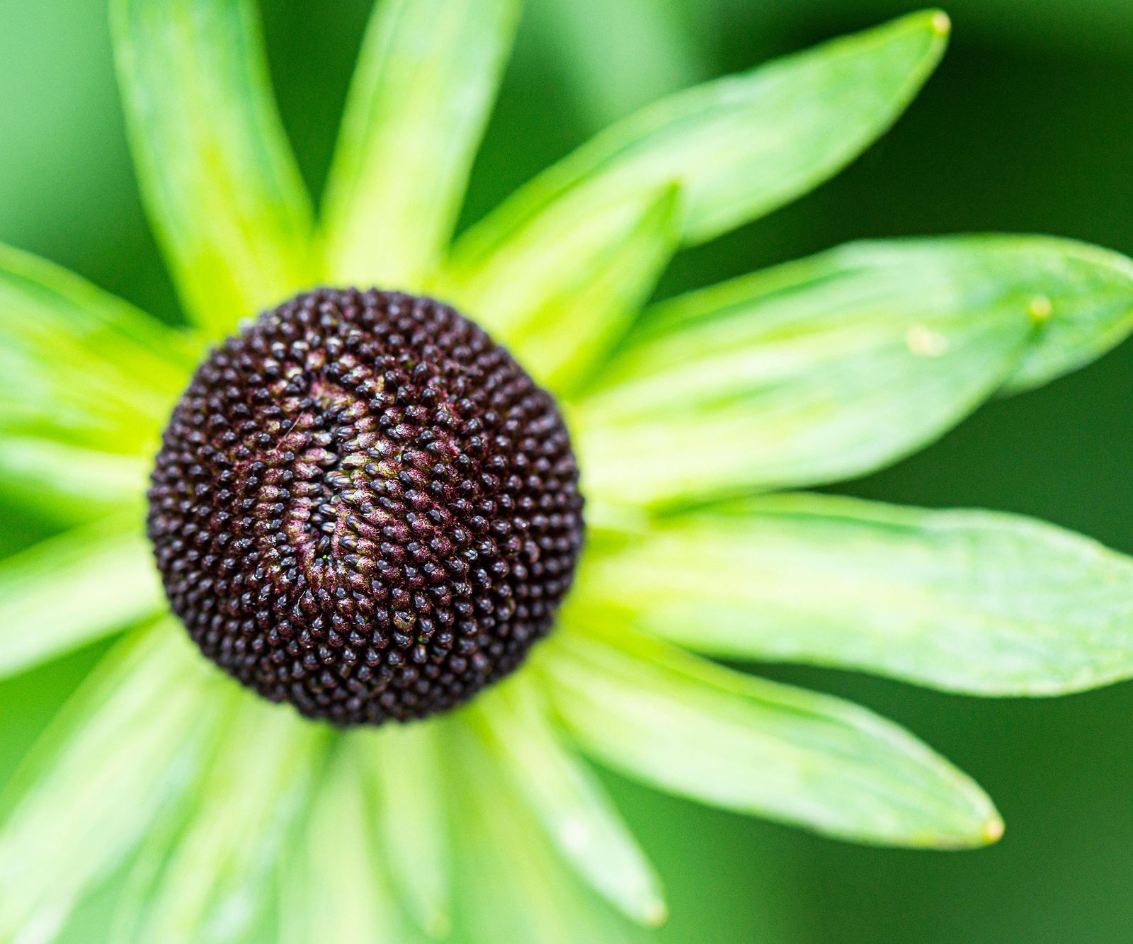 Grow The Color Of The Year With Cyber Lime Plants | Gardening Know How