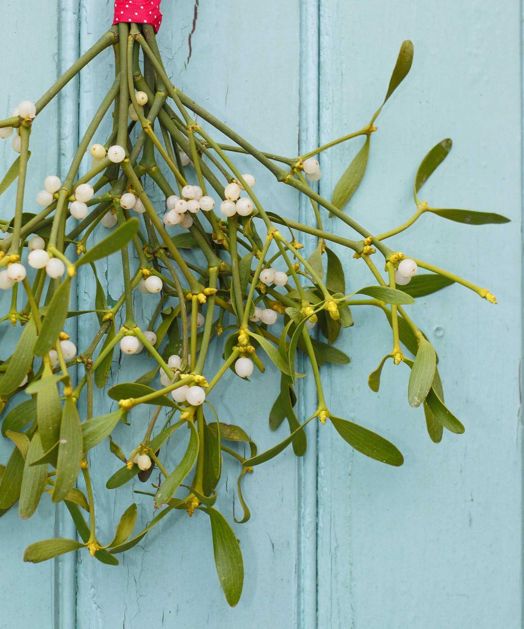 How to grow mistletoe at home to use in your Christmas decor | Homes ...