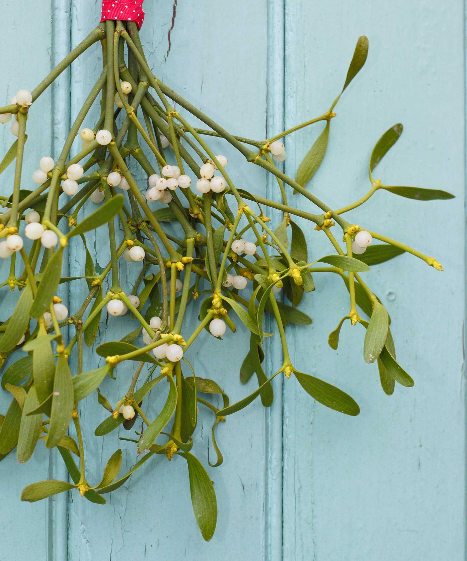 How to grow mistletoe at home to use in your Christmas decor | Homes ...