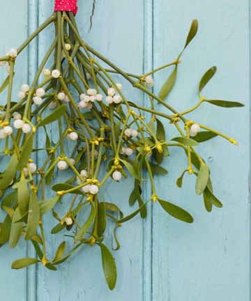 How to care for mistletoe indoors: tips for festive decor | Homes and ...