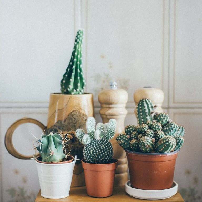 Feeding Succulents And Cacti: Learn When To Feed Cacti And Succulents ...