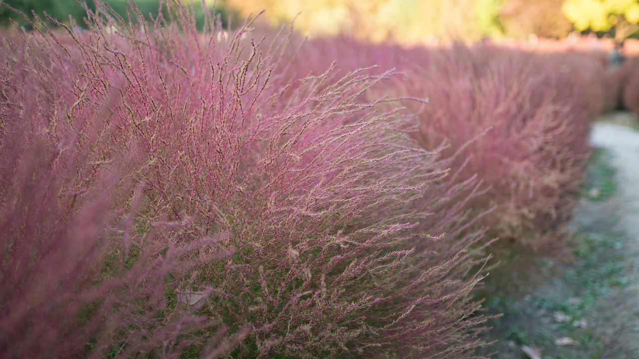 Muhly Grass: Ultimate Plant Care And Growing Guide | Gardening Know How