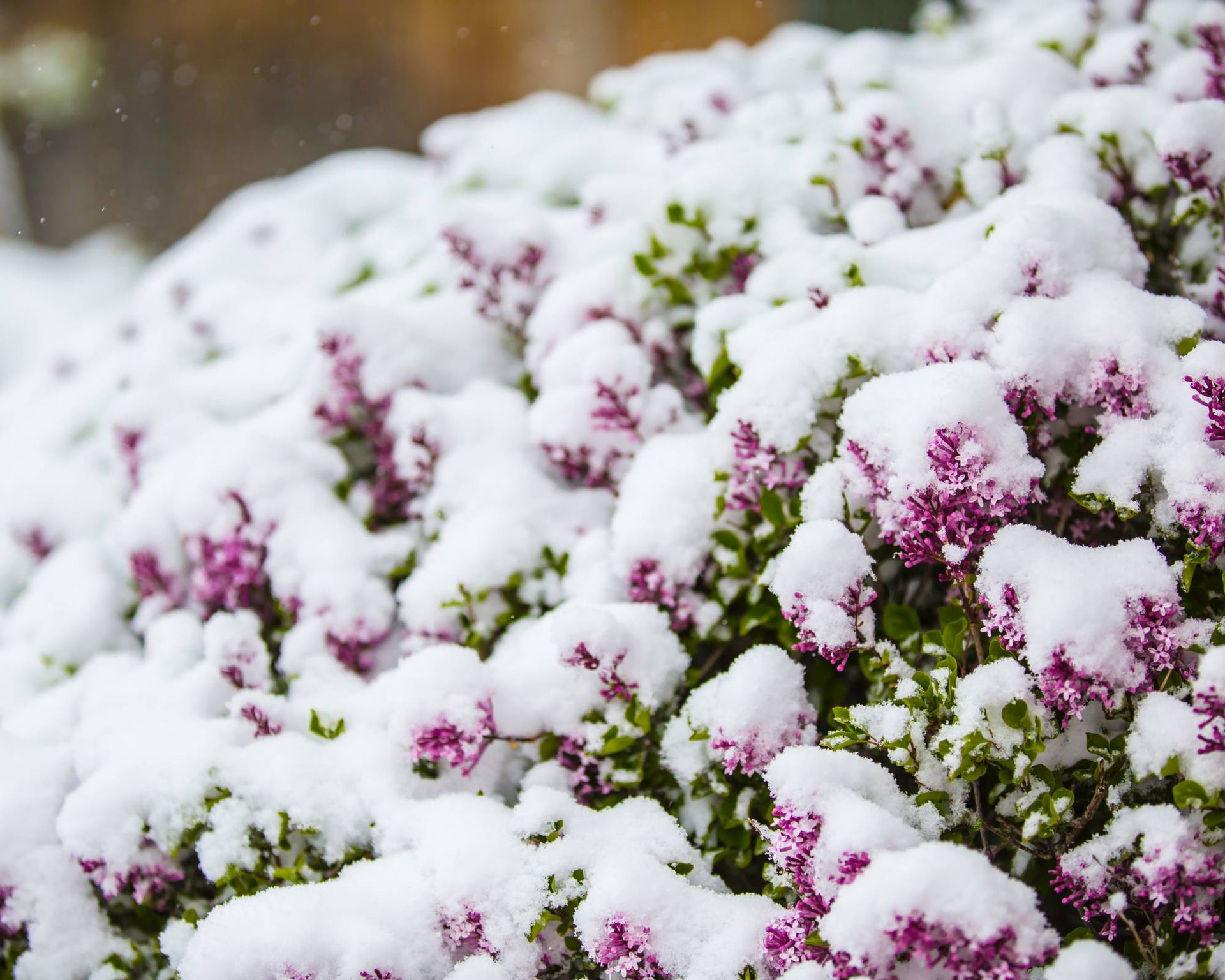 Master Gardener Reveals 6 Best Winter-Flowering Shrubs | Gardening Know How