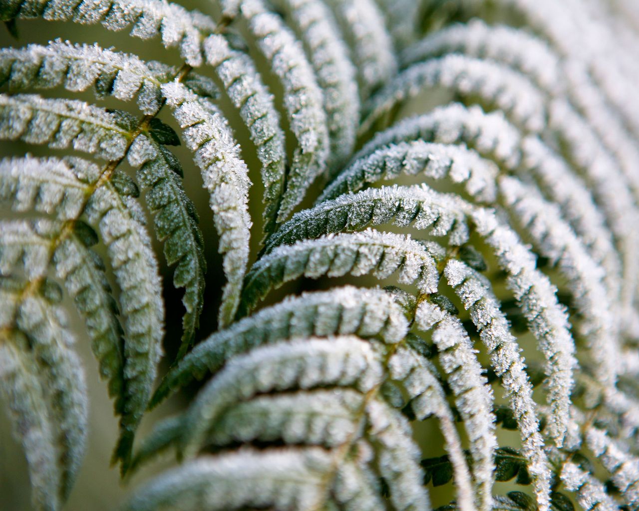 Monty's Don's tip for protecting tree ferns in winter | Gardeningetc