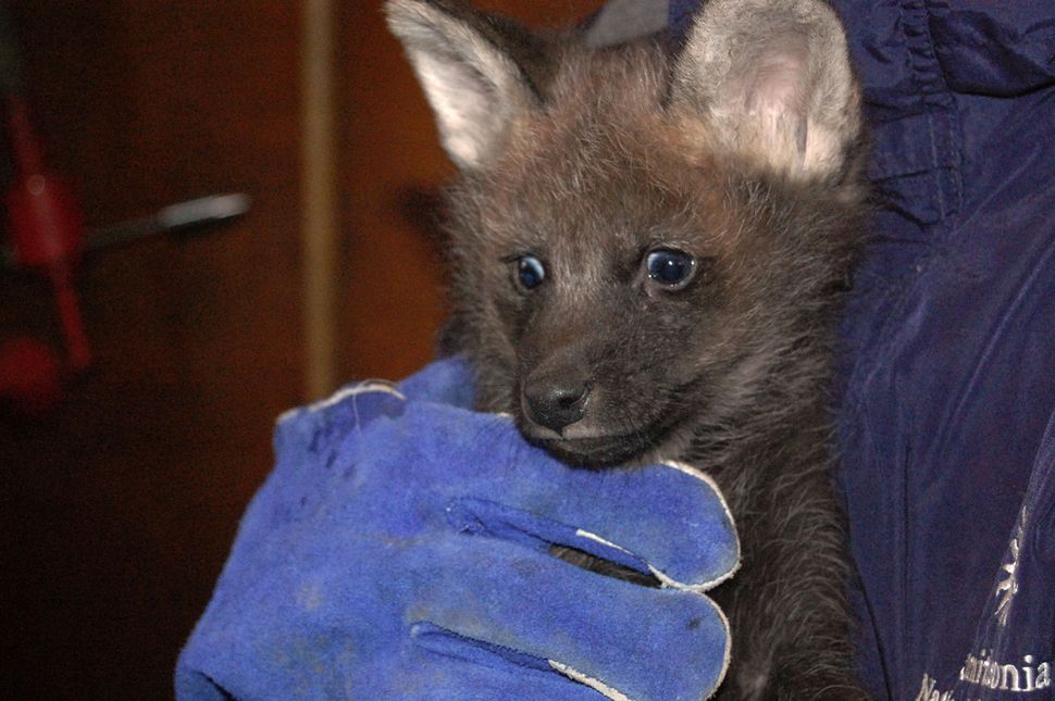 Gallery: Brand-New Baby Wolves | Live Science